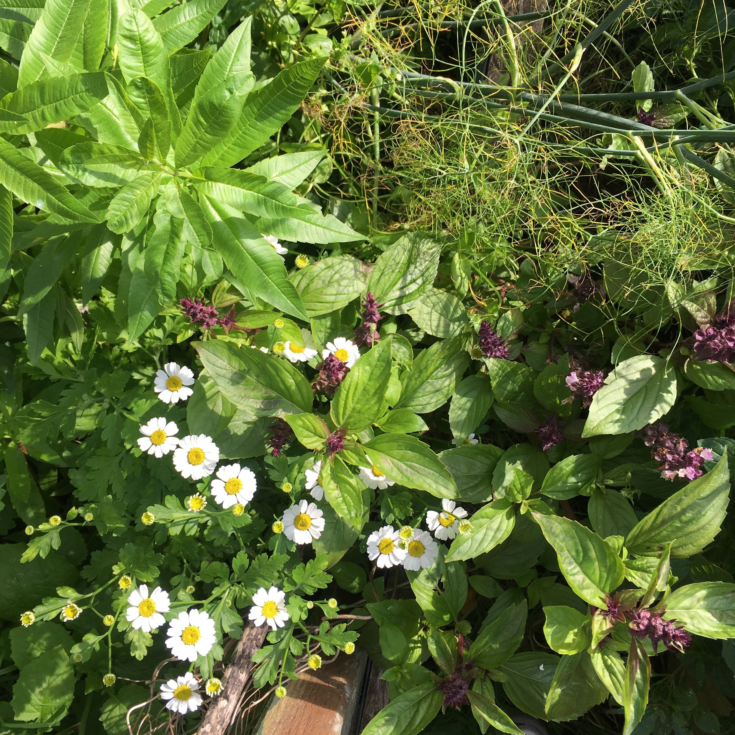 Workshops — Hackney Herbal